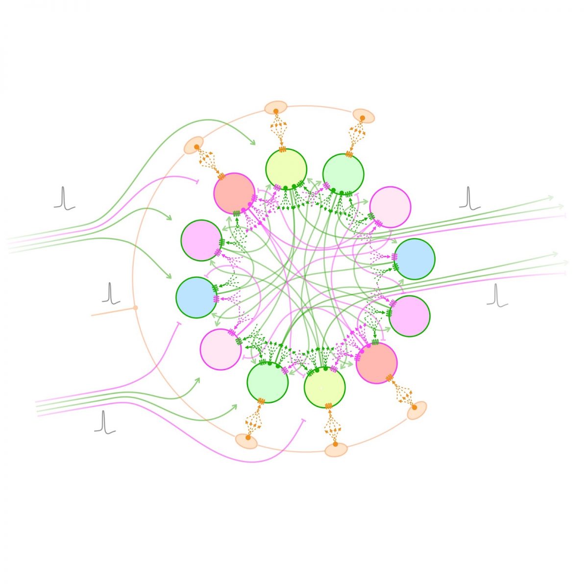 Molecular networks that guide neural networks to learn – Computational ...